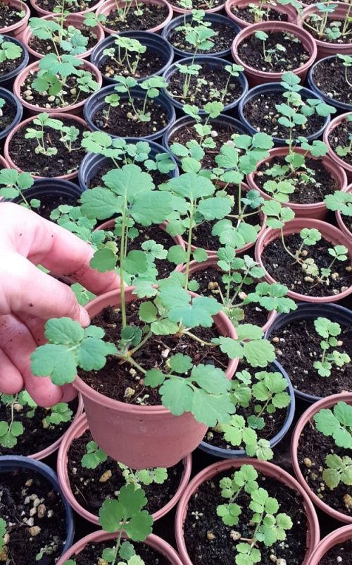 Kırlangıç Otu Fidesi Saksıda