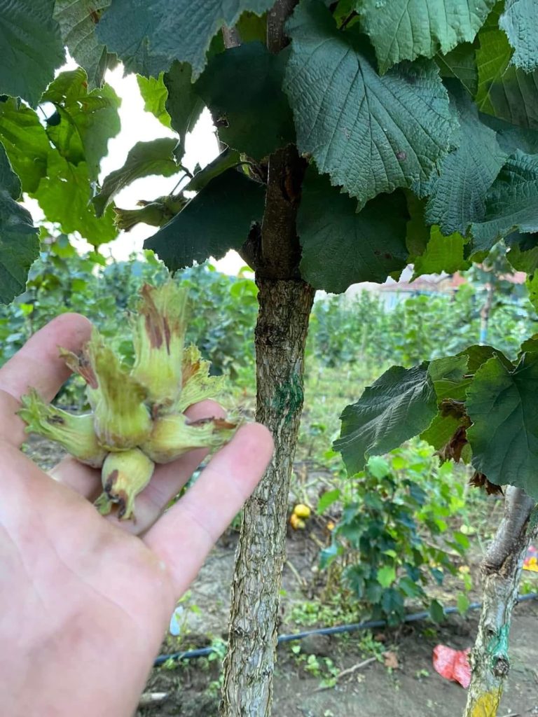 Tek Ağaç Sistemi Aşılı Fındık