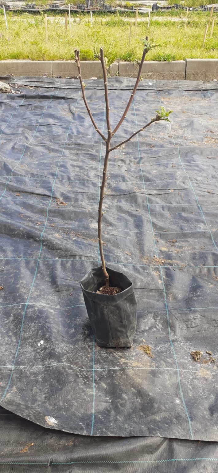 Sumak fidanı,Tüplü Meyve Veren